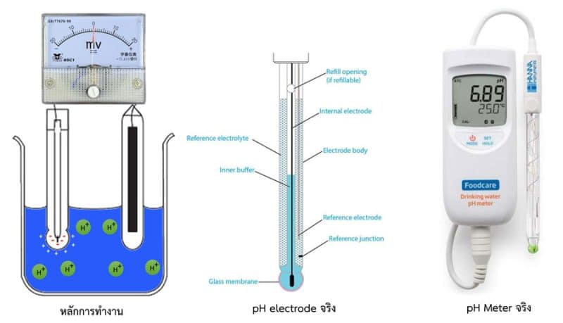 วิธีใช้เครื่องวัด pH meter คำแนะนำการวัดระดับ pH อย่างถูกต้อง